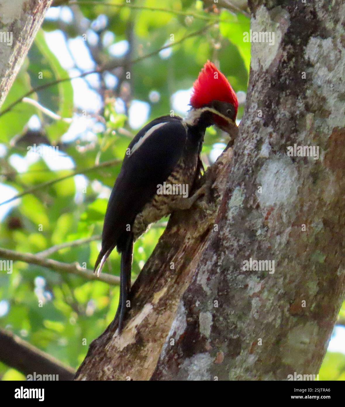 Lineated Woodpecker (Dryocopus lineatus), Aves, Anton's Valley, Cocle ...