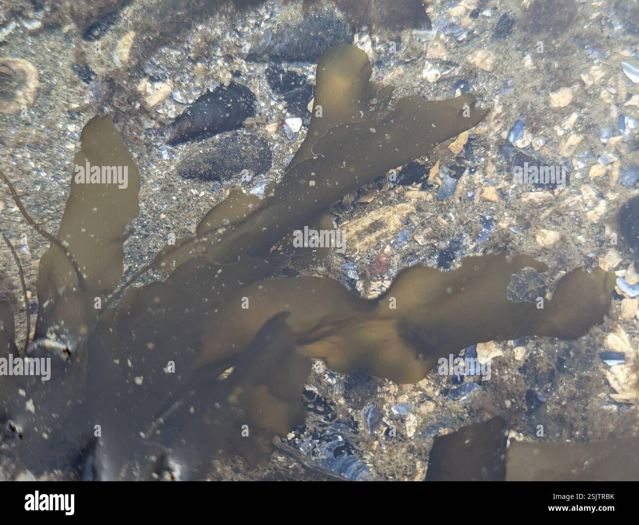 Nori (Pyropia), Plantae, Vancouver, BC, Canada Stock Photo - Alamy