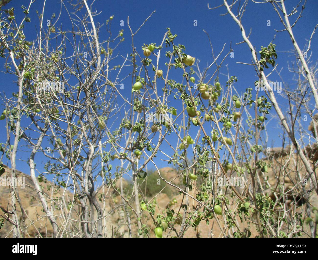 Brown Tinnea (Tinnea rhodesiana), Plantae, Erongo Region, Namibia Stock ...