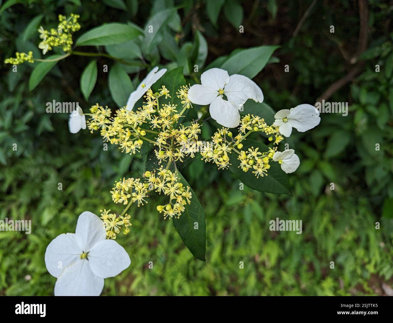 Chinese Hydrangea (Hydrangea chinensis), Plantae, 石門區 Stock Photo - Alamy
