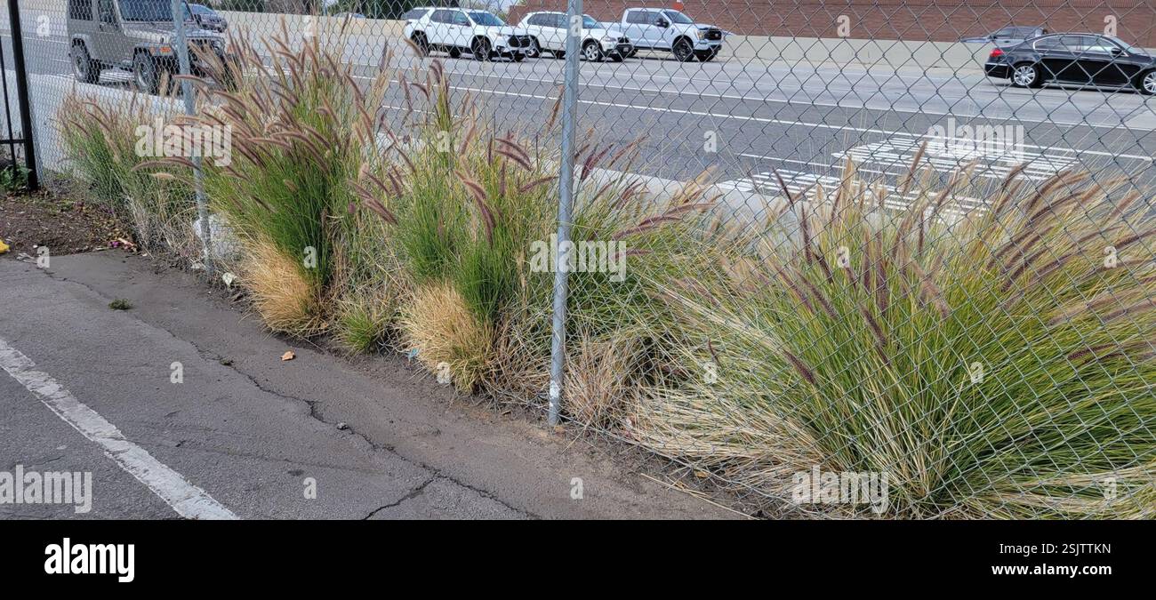 Fountain Grass (Cenchrus setaceus), Plantae, Victoria, Riverside, CA ...