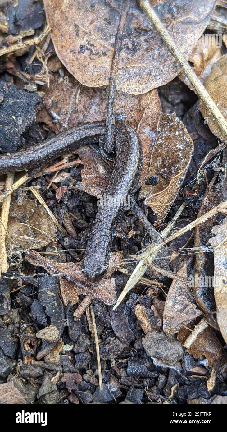 Black-bellied Slender Salamander (Batrachoseps nigriventris), Amphibia ...