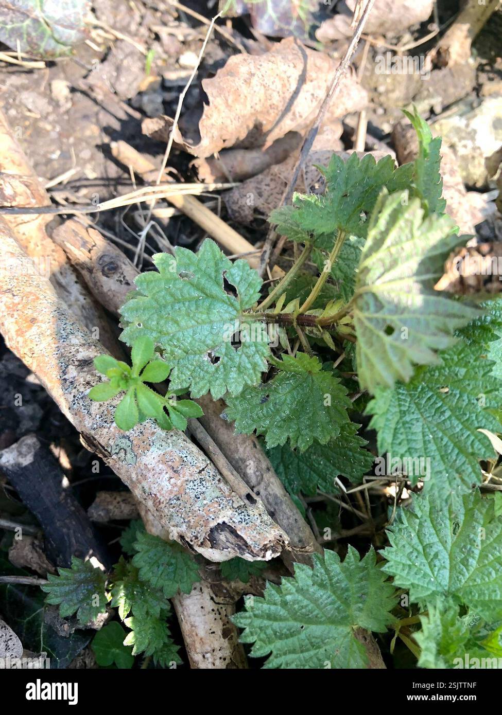 great stinging nettle (Urtica dioica), Plantae, Moulton Dr, Bradford-On ...