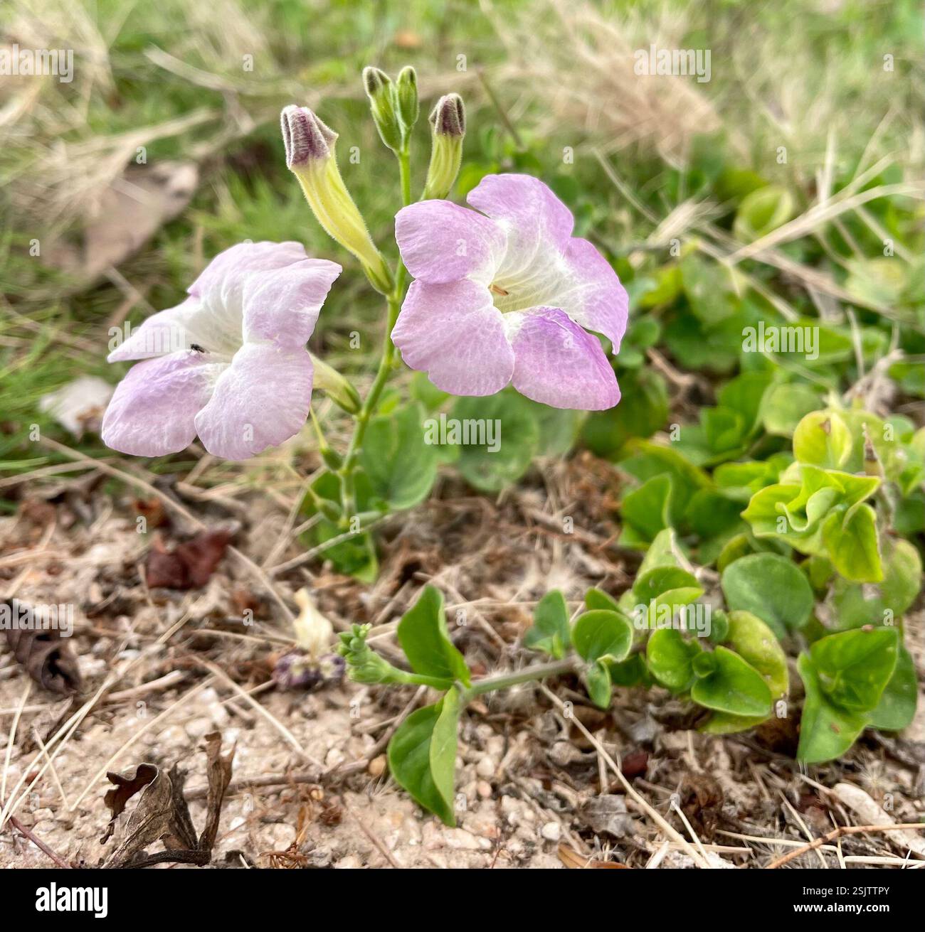 Asian Coromandel (Asystasia gangetica), Plantae, Matanzas, CU, Growing ...