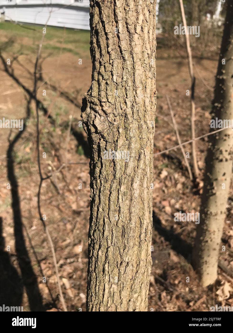 green ash (Fraxinus pennsylvanica), Plantae, New Haven Rd, New Haven ...