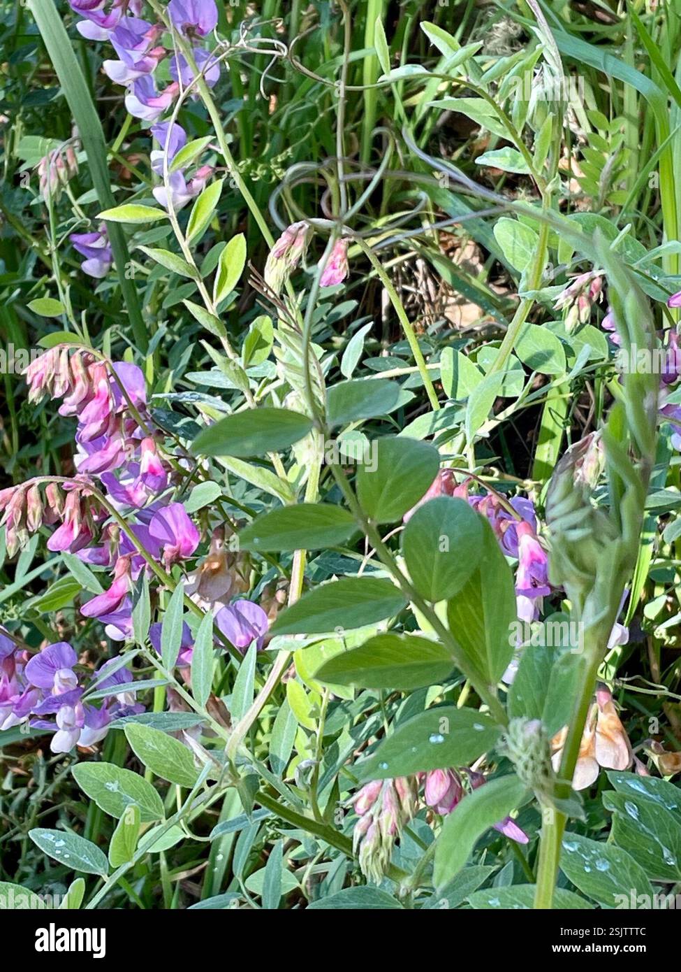 Pacific pea (Lathyrus vestitus), Plantae, Julia Pfeiffer Burns State ...