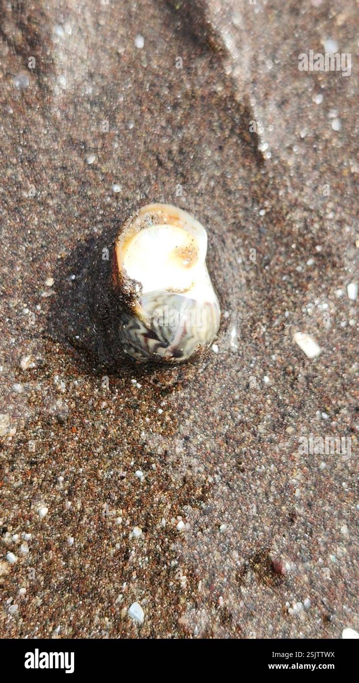 (Notocochlis chemnitzii), Mollusca, Bahía de Loreto, Loreto, MX-BS, MX ...