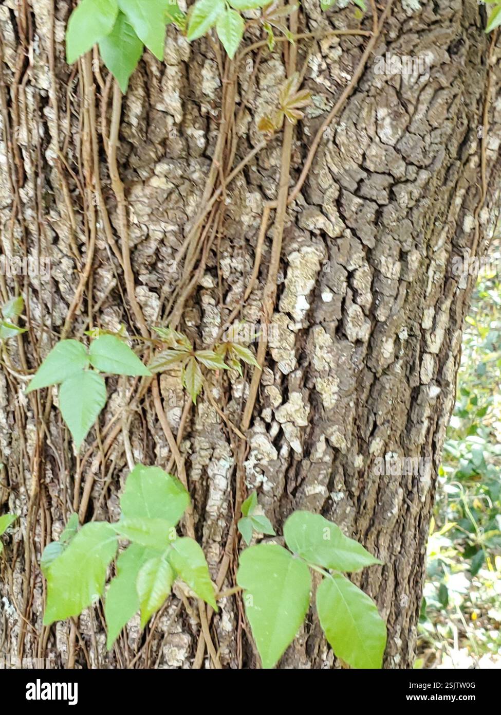 eastern poison ivy (Toxicodendron radicans), Plantae, Fort Sumter ...