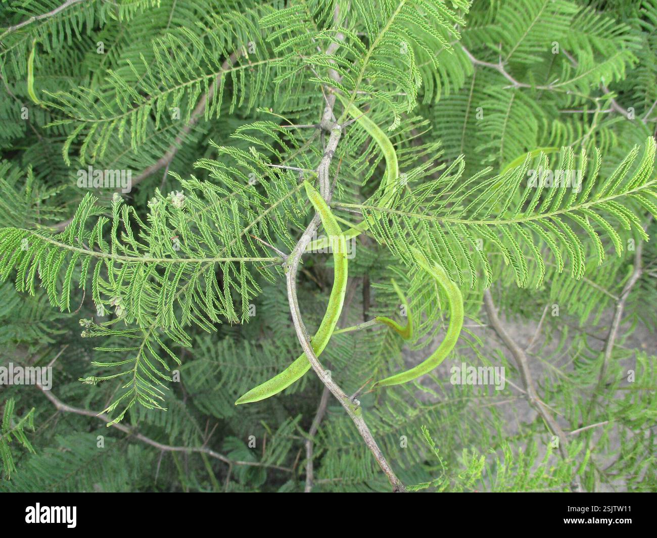 Sand Acacia (Vachellia arenaria), Plantae, Zambezi Region, Namibia ...
