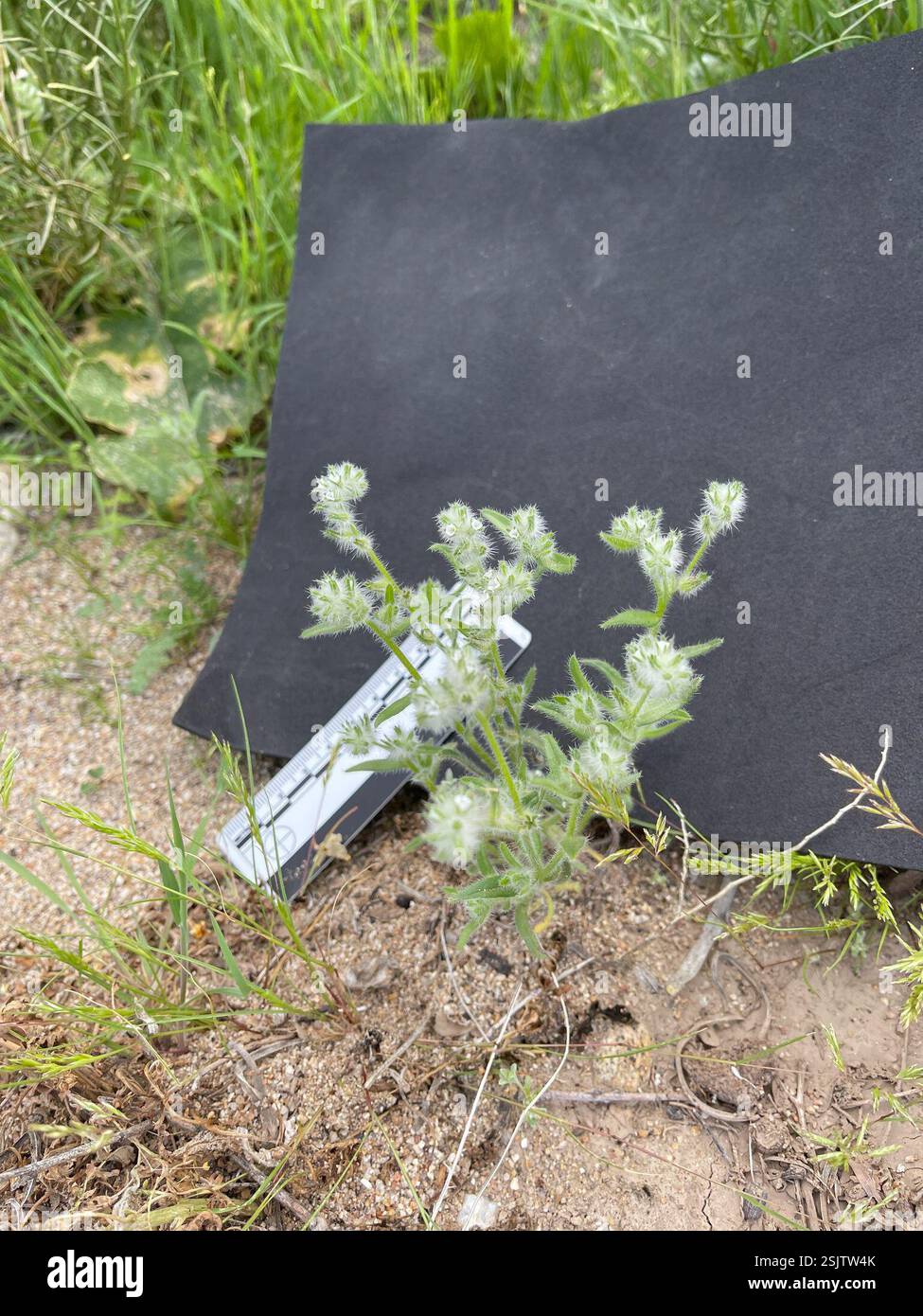 bearded cryptantha (Cryptantha barbigera), Plantae, Hoberg Rd, Borrego ...
