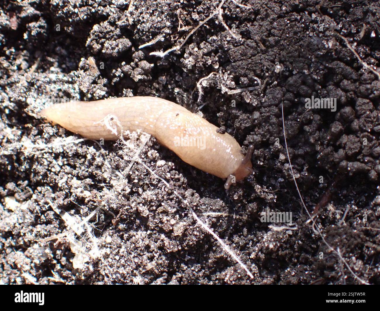Milky Slug (Deroceras reticulatum), Mollusca, North Carolina, US Stock ...