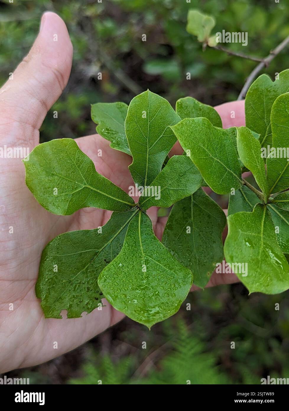 water oak (Quercus nigra), Plantae, Osteen, FL 32764, USA Stock Photo ...