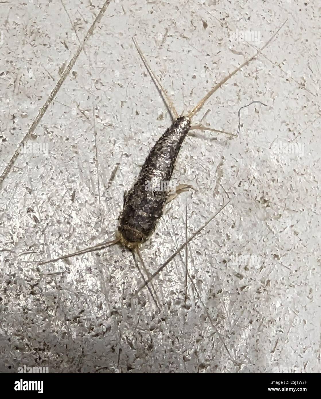 (Ctenolepisma), Insecta, Greater Vancouver, CA-BC, CA, Found under a ...