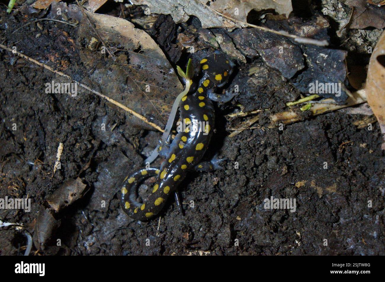 Spotted Salamander (Ambystoma maculatum), Amphibia, 333 Fox Chapel Rd ...