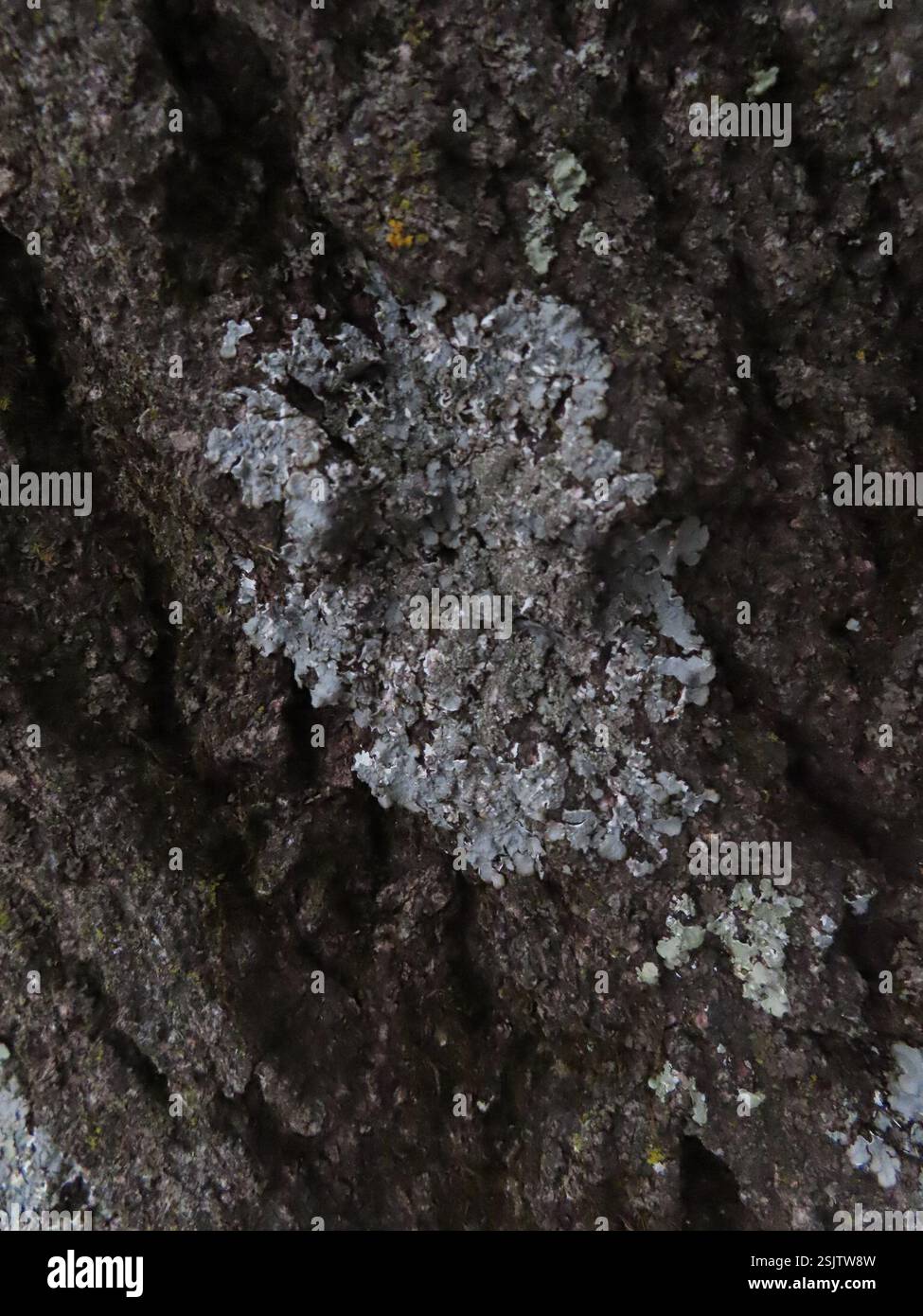 typical shield lichens (Parmelioideae), Fungi, Devil's Lake State Park ...