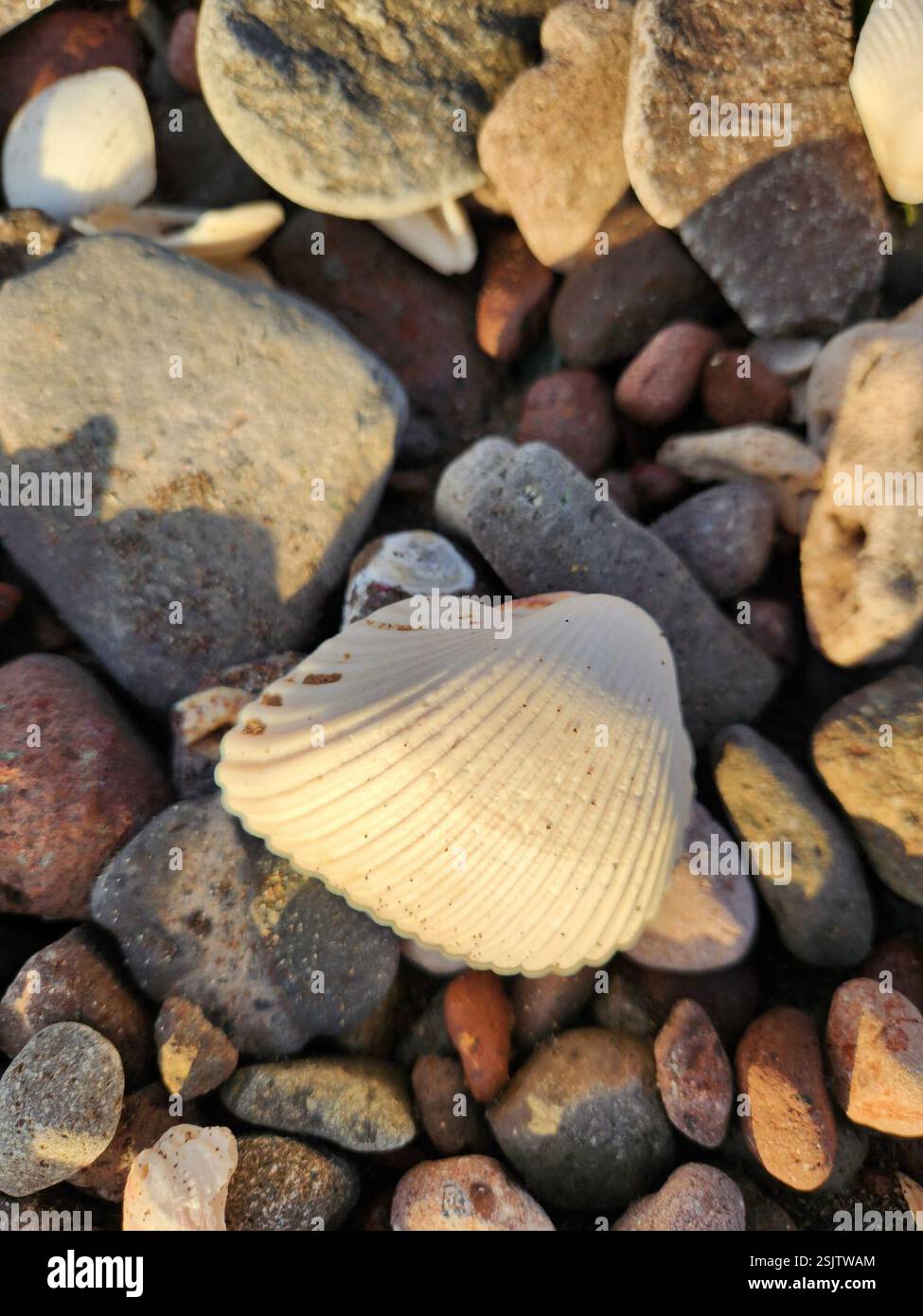 Ark Clams (Arcidae), Mollusca, Bahía de Loreto, Loreto, MX-BS, MX ...