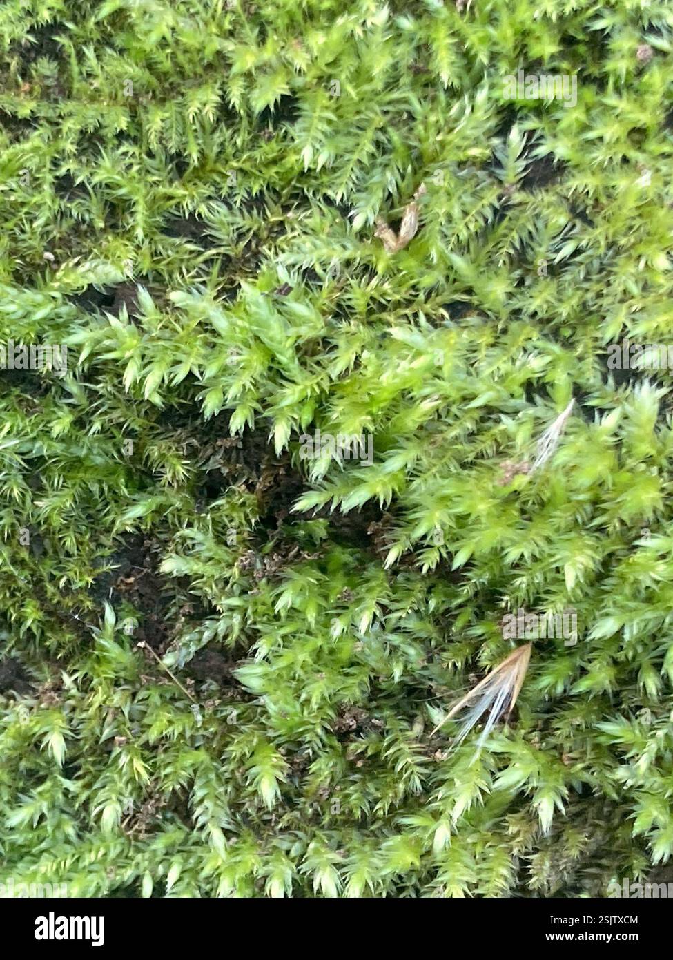 creeping feather-moss (Amblystegium serpens), Plantae, Thames Path ...