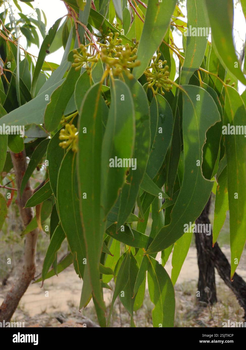 Silvertop Ash (Eucalyptus sieberi), Plantae, Lake Tabourie NSW 2539, Australia Stock Photo - Alamy