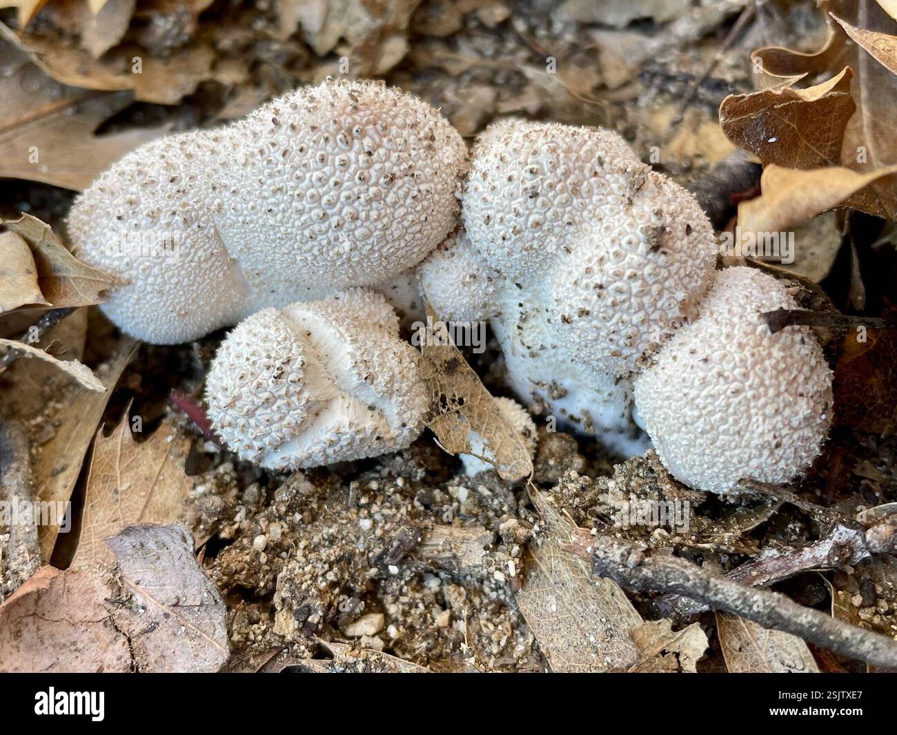 2 mm thick hi-res stock photography and images - Alamy