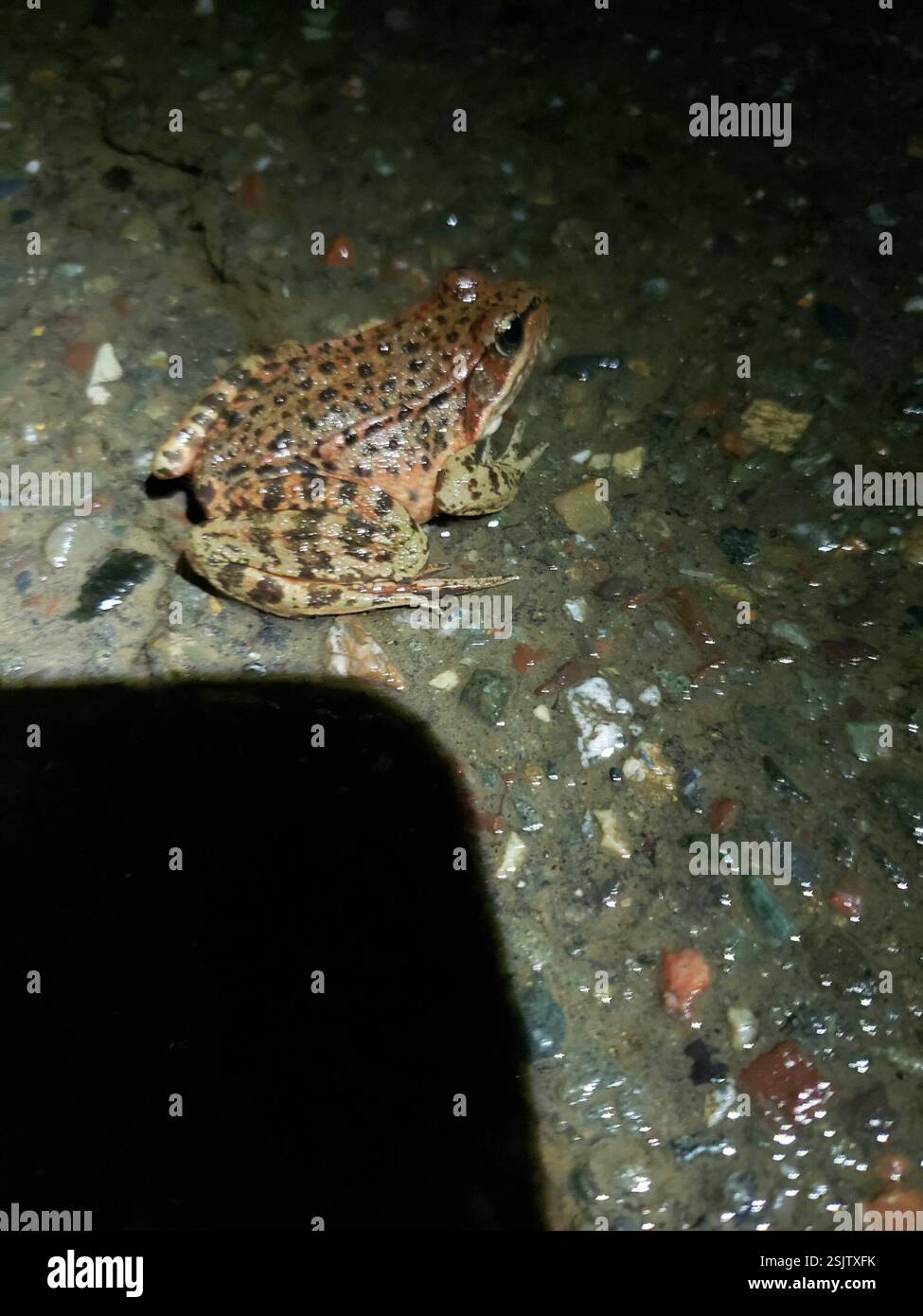 California Red-legged Frog (Rana draytonii), Amphibia, California, US ...