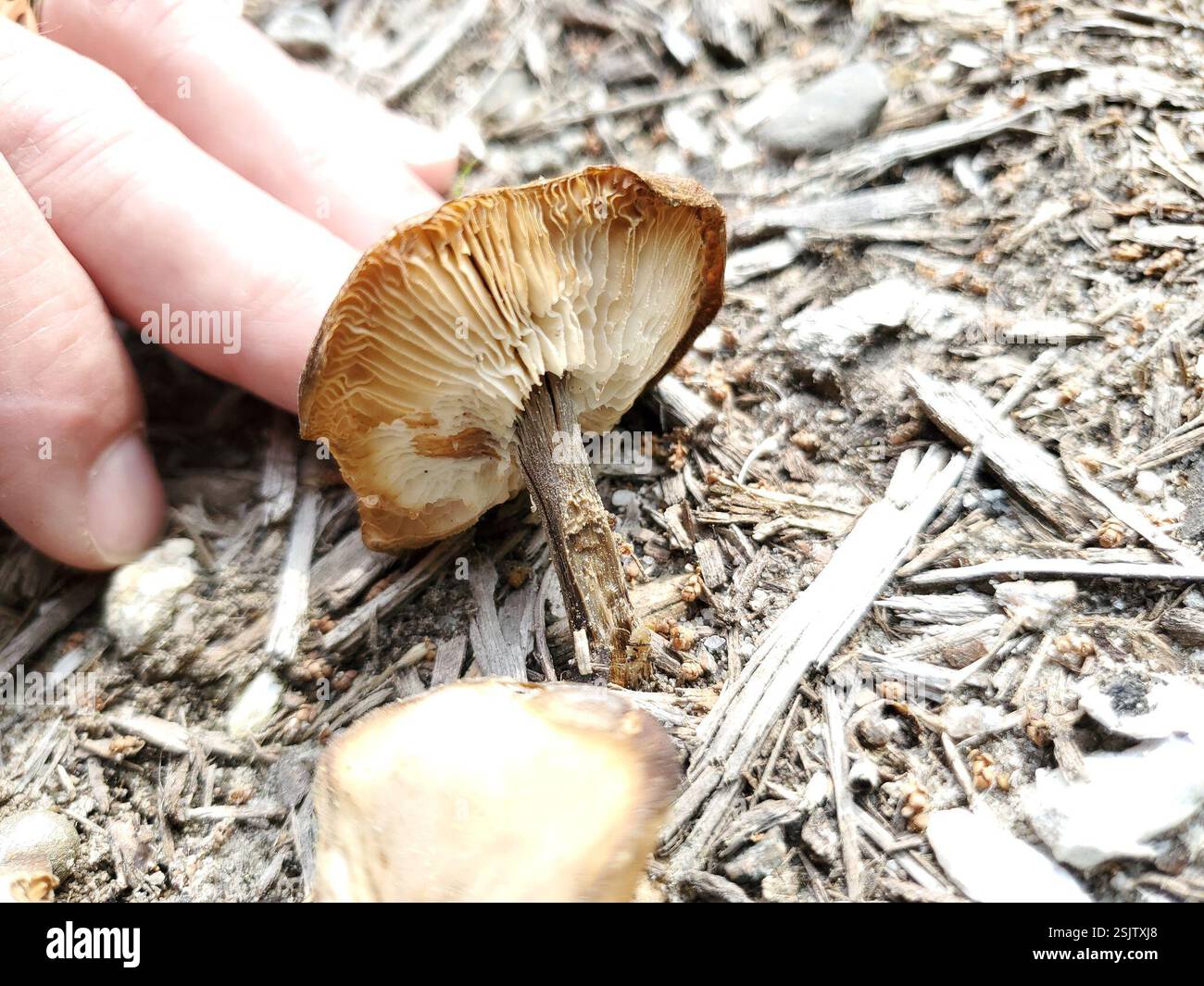 Basidiomycete Fungi (Basidiomycota), Fungi, Charleston, South Carolina ...