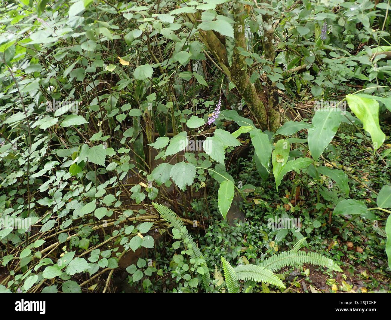 pink fly bush (Plectranthus fruticosus), Plantae, Chase Valley ...