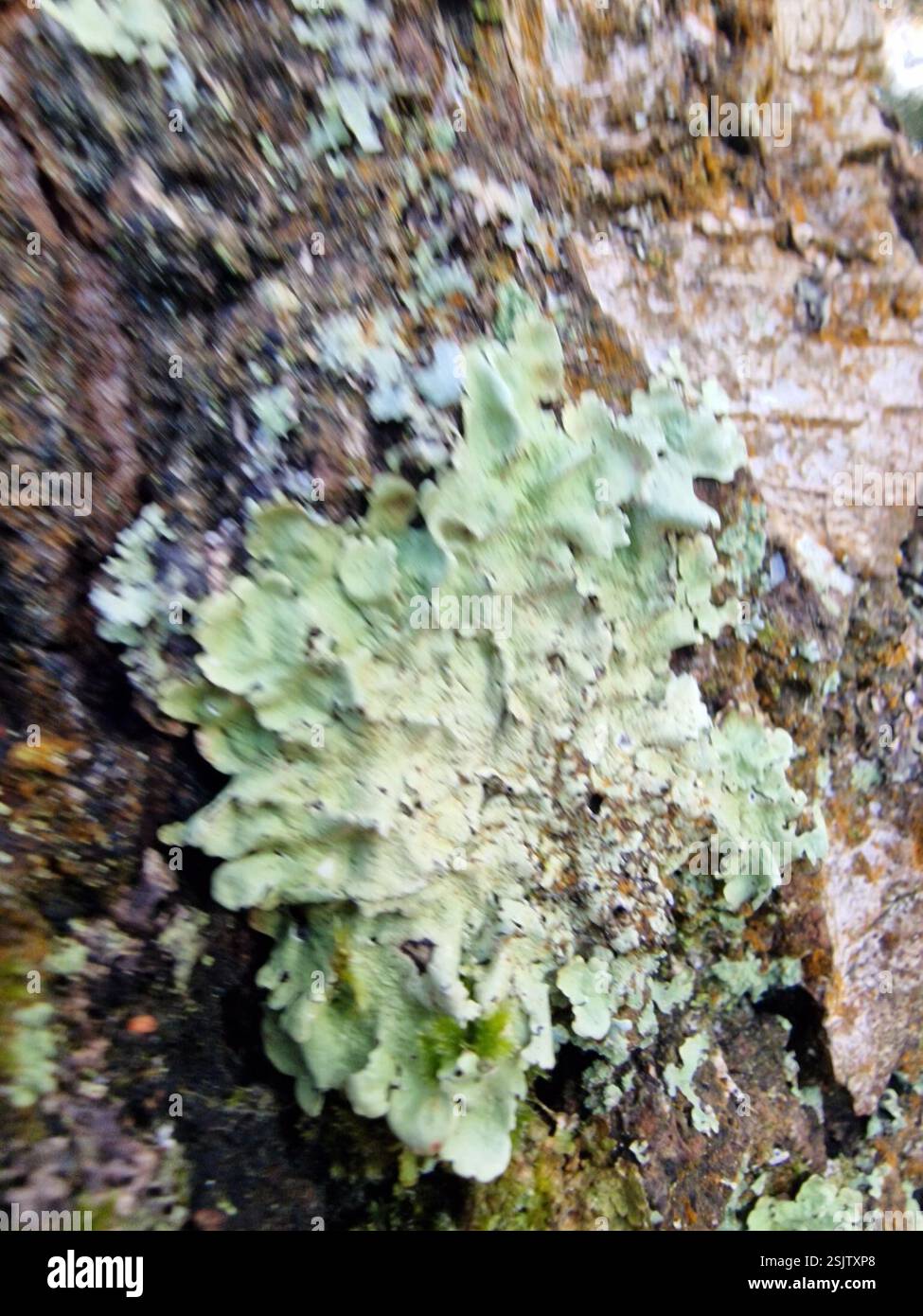 common greenshield lichen (Flavoparmelia caperata), Fungi, Stedham ...