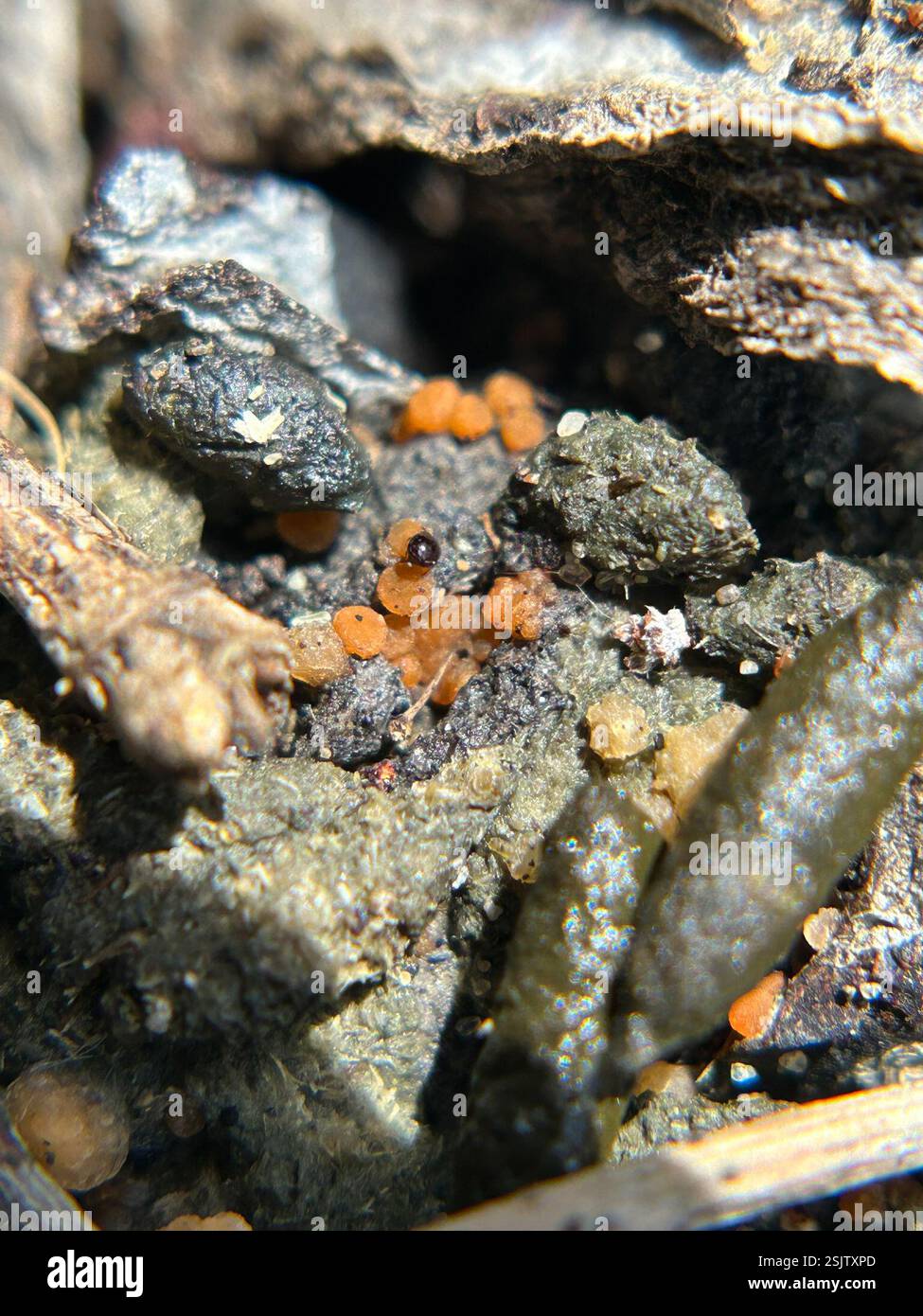 (Cheilymenia), Fungi, Pecho Rd, Los Osos, CA, US, On rodent scat Stock ...