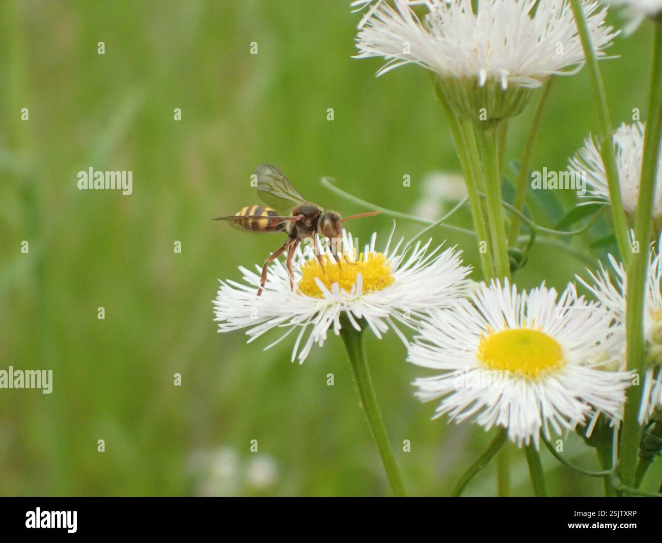 Japanese Nomad Bee (Nomada japonica), Insecta, Japan Stock Photo - Alamy