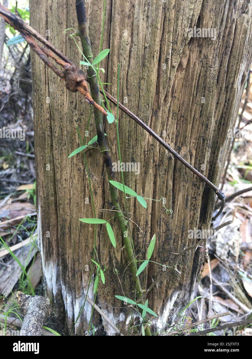 Fourleaf Vetch (Vicia acutifolia), Plantae, Myakka City, Sarasota, FL ...