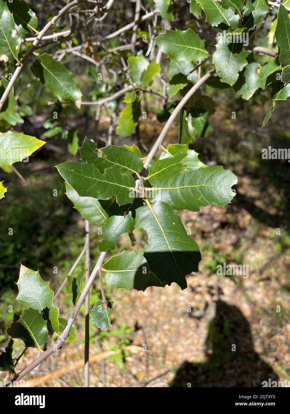 oaks (Quercus), Plantae, Pinnacles National Park, San Benito ...