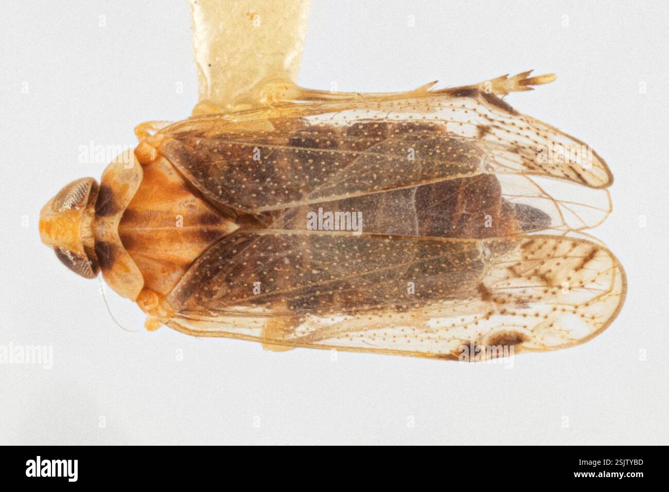 (Haplaxius lyssa), Insecta, Puyo, Ecuador, photographs taken by Solomon ...