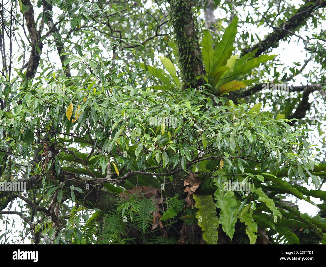 Formosan Michelia (Magnolia compressa formosana), Plantae, 台灣新北市 Stock ...