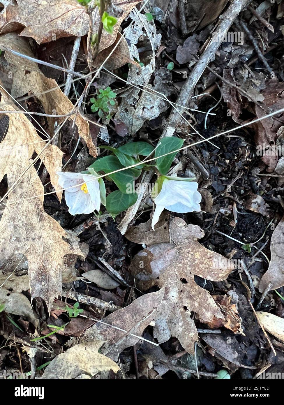 brook wakerobin (Pseudotrillium rivale), Plantae, Josephine County, OR ...