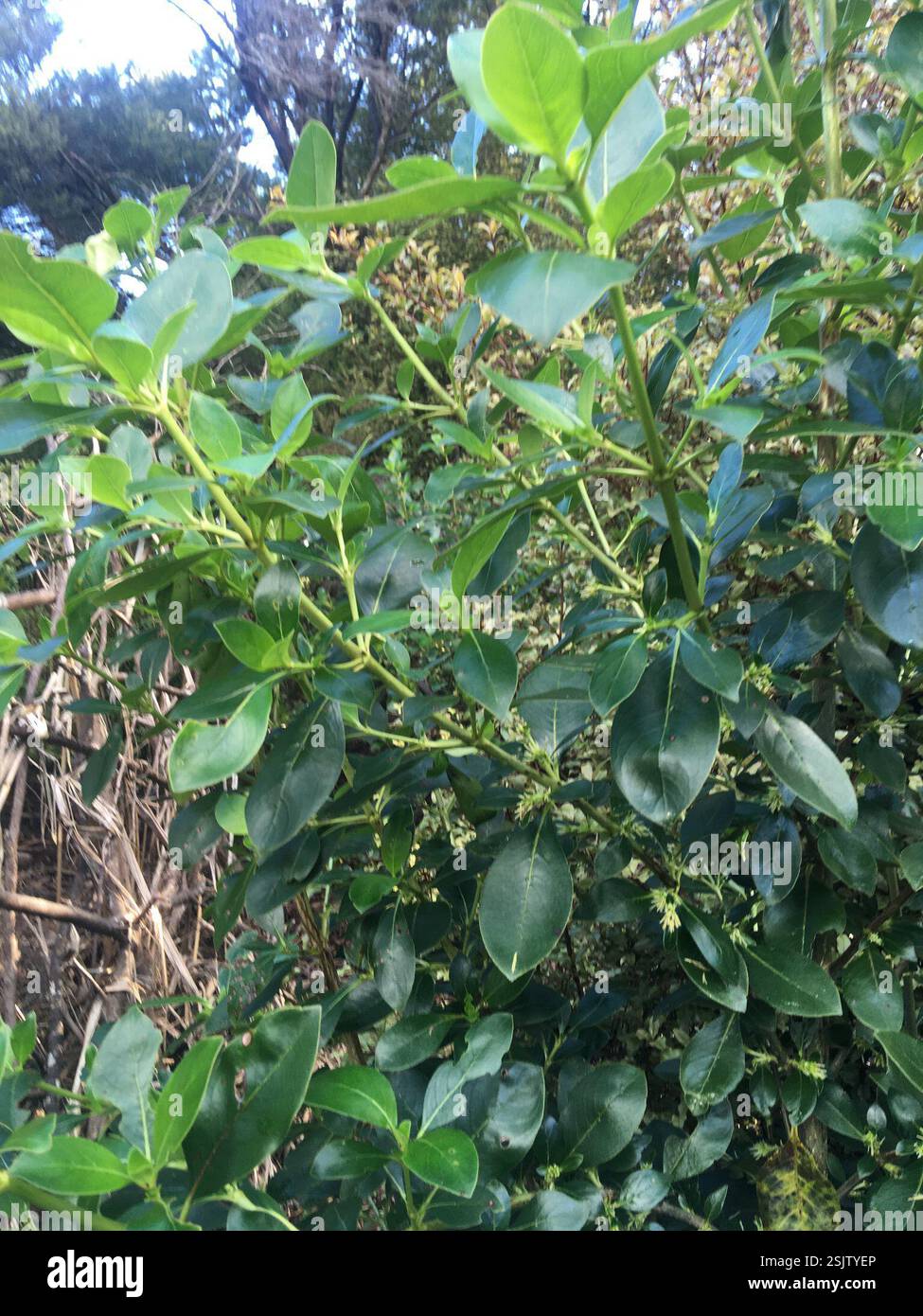 Karamū (Coprosma robusta), Plantae, GGARNLWR Gahnia Grove, Eskdale ...