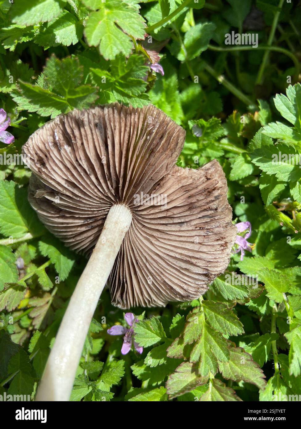Brittlestems and Allies (Psathyrellaceae), Fungi, Watseka Ave, Los ...