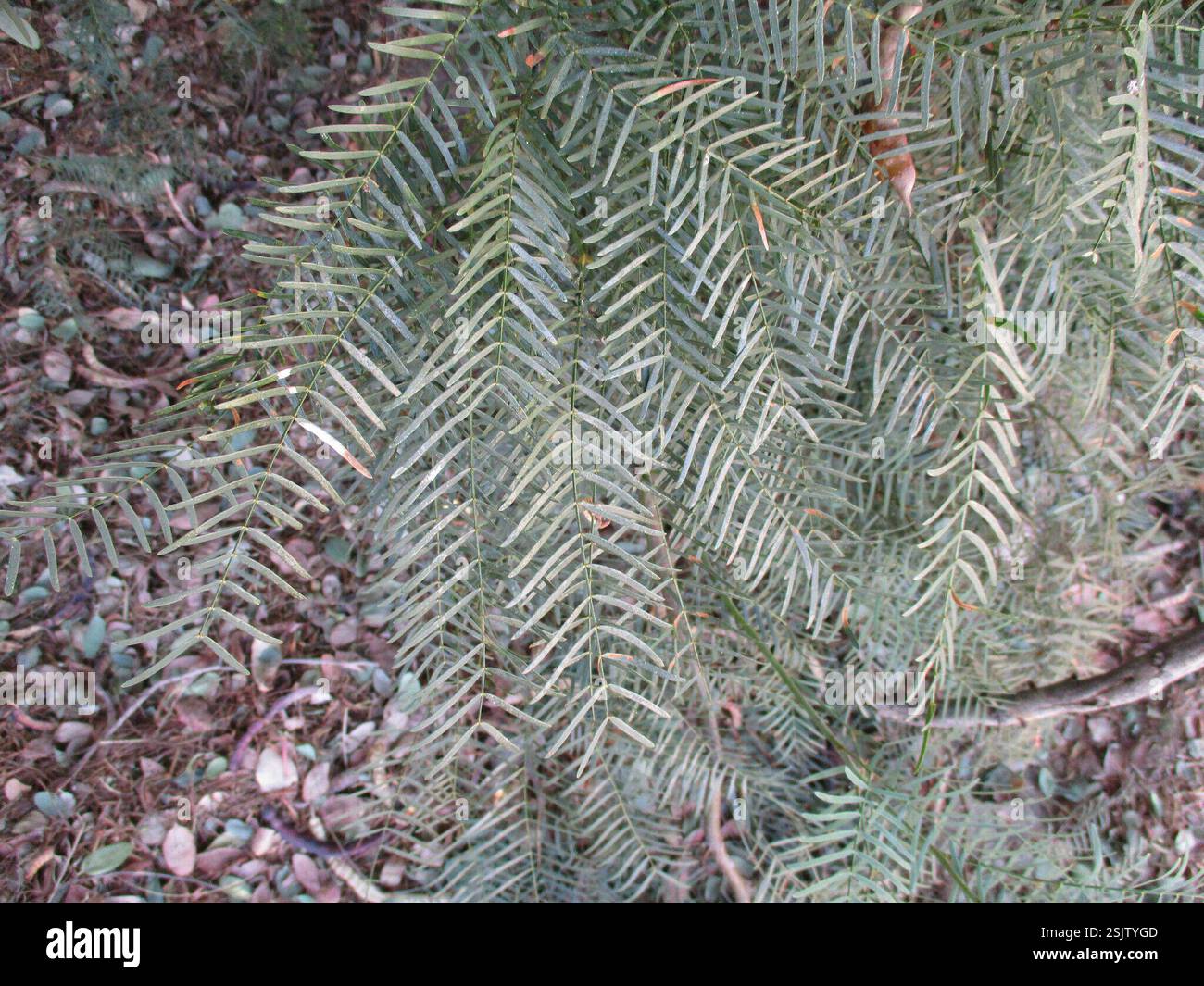 honey mesquite (Neltuma glandulosa), Plantae, Erongo Region, Namibia ...