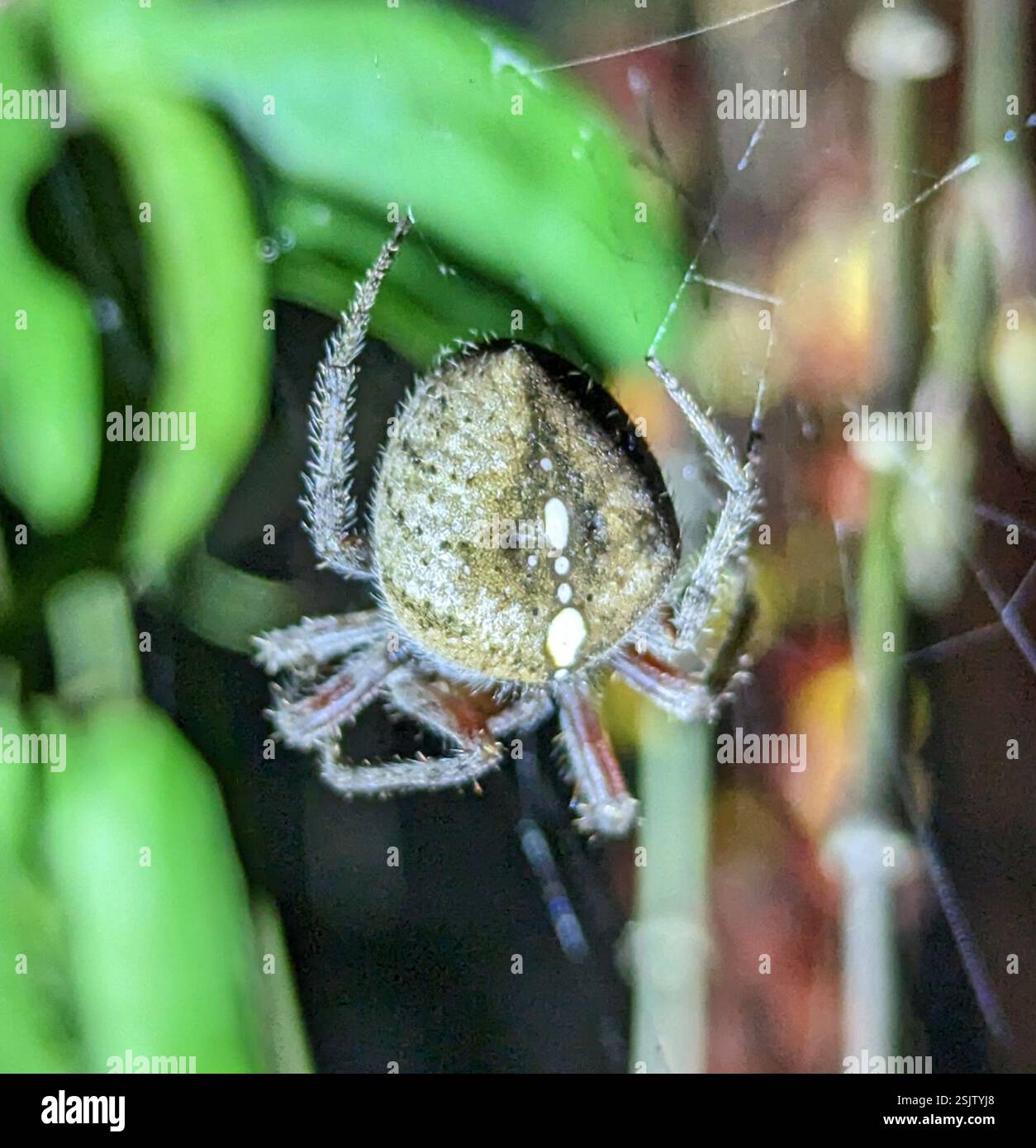(Eriophora edax), Arachnida, Patulul, Guatemala Stock Photo - Alamy