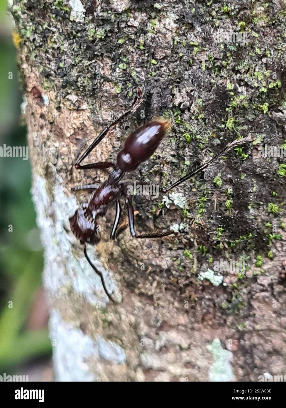 Bullet Ant (Paraponera clavata), Insecta, Kwakoegron, Suriname Stock ...