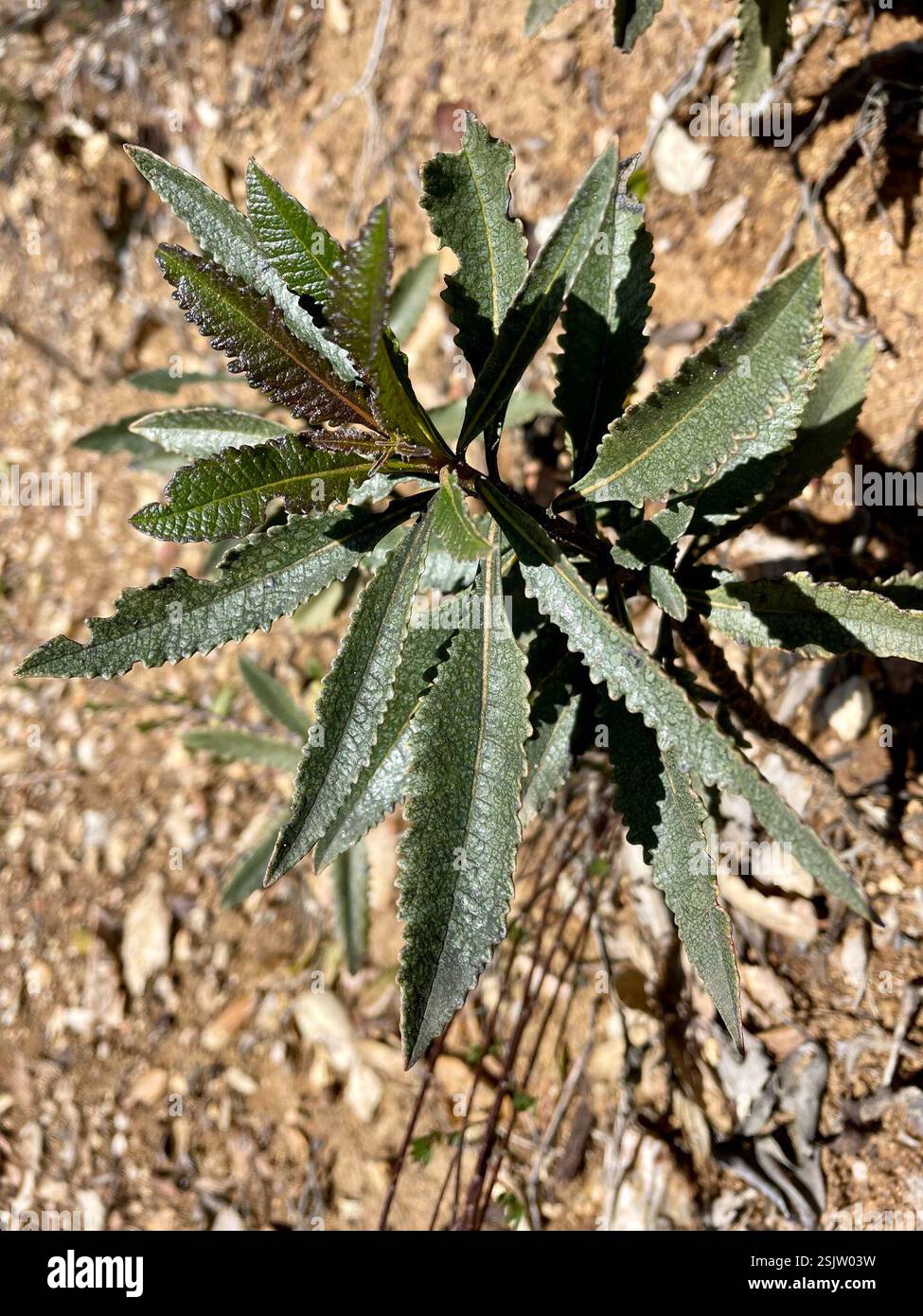 California yerba santa (Eriodictyon californicum), Plantae, Julia ...