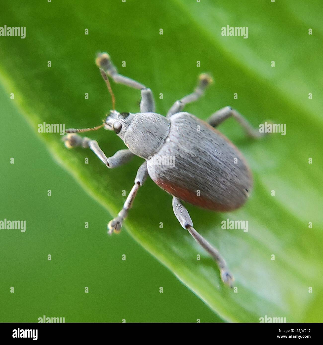 (Haplopodus submarginalis), Insecta, Ibiúna, BR-SP, BR Stock Photo - Alamy