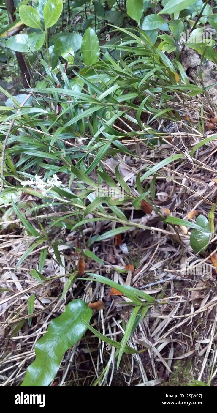 Easter Orchid (Earina autumnalis), Plantae, Whenuakite, New Zealand ...