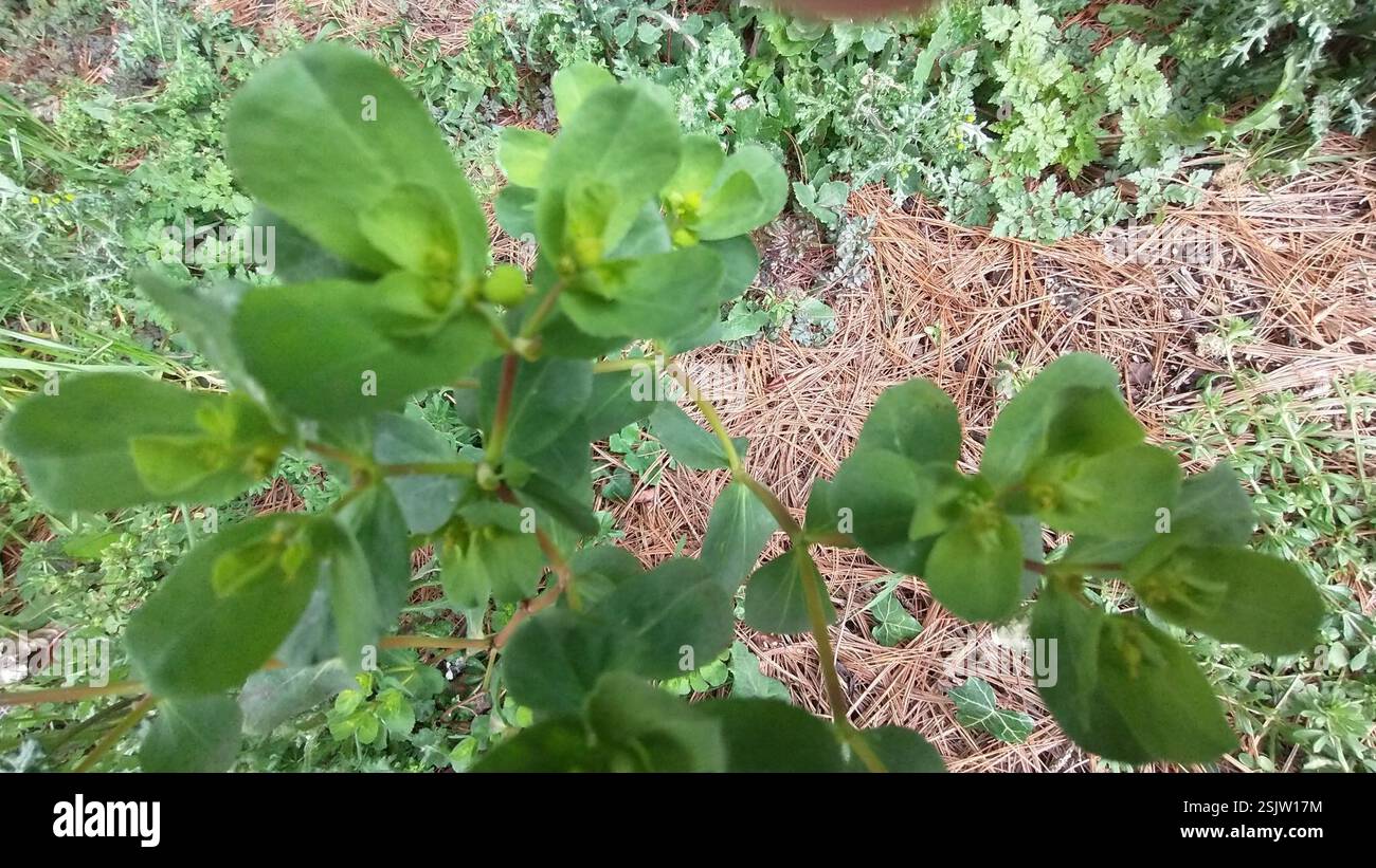 Sun spurge (Euphorbia helioscopia), Plantae, Curborough, Lichfield WS13 ...