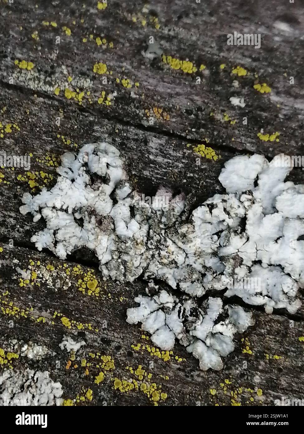 shield lichens (Parmelia), Fungi, Октябрьский, Иркутская обл., Россия ...