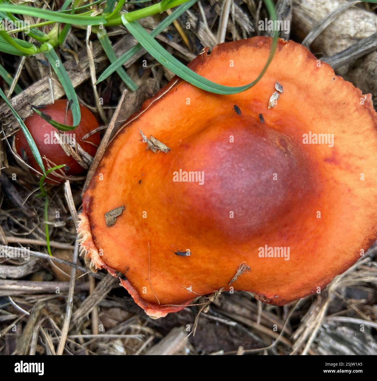 Chip Cherries (Leratiomyces ceres), Fungi, Central Park at Playa Vista ...