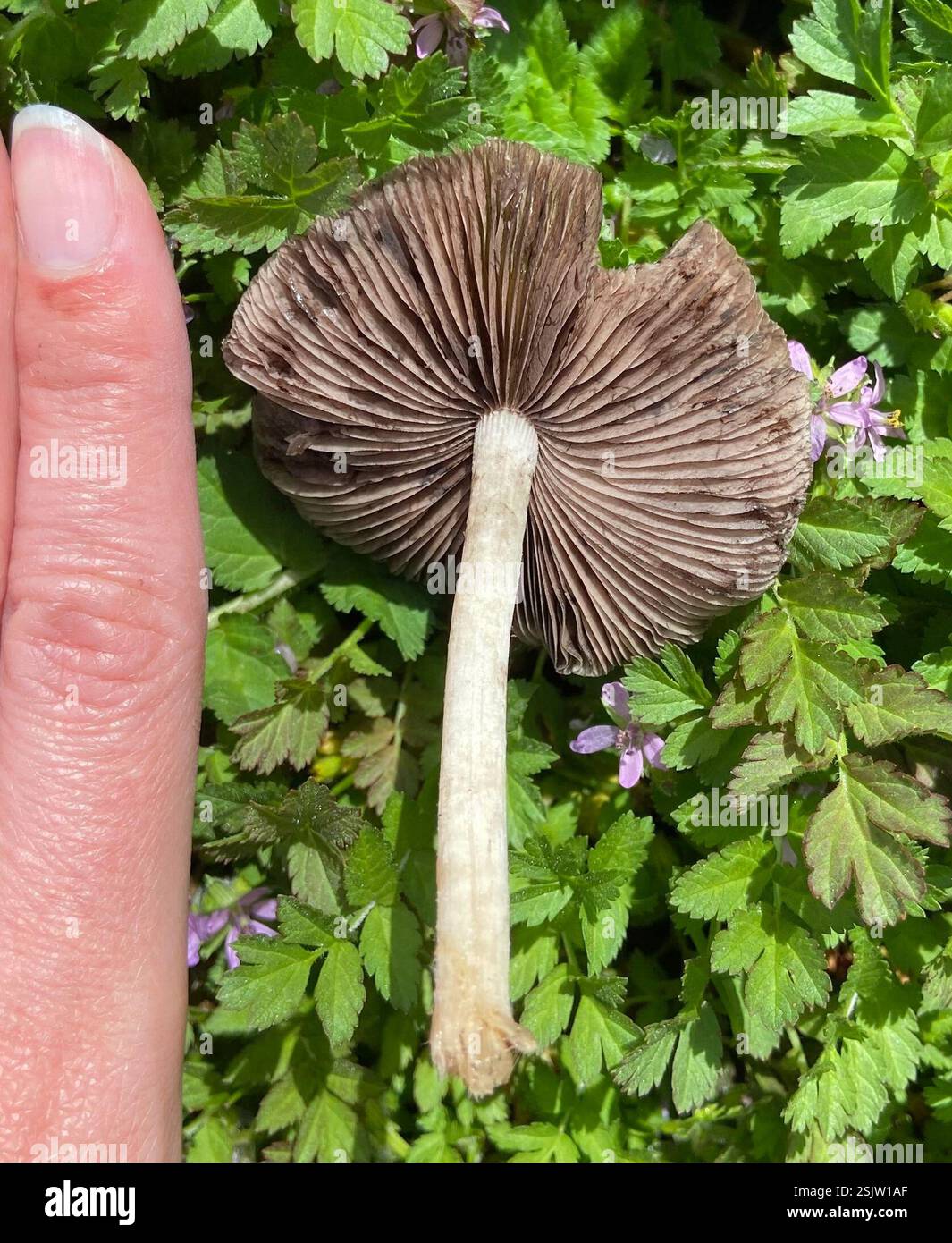 Brittlestems and Allies (Psathyrellaceae), Fungi, Watseka Ave, Los ...
