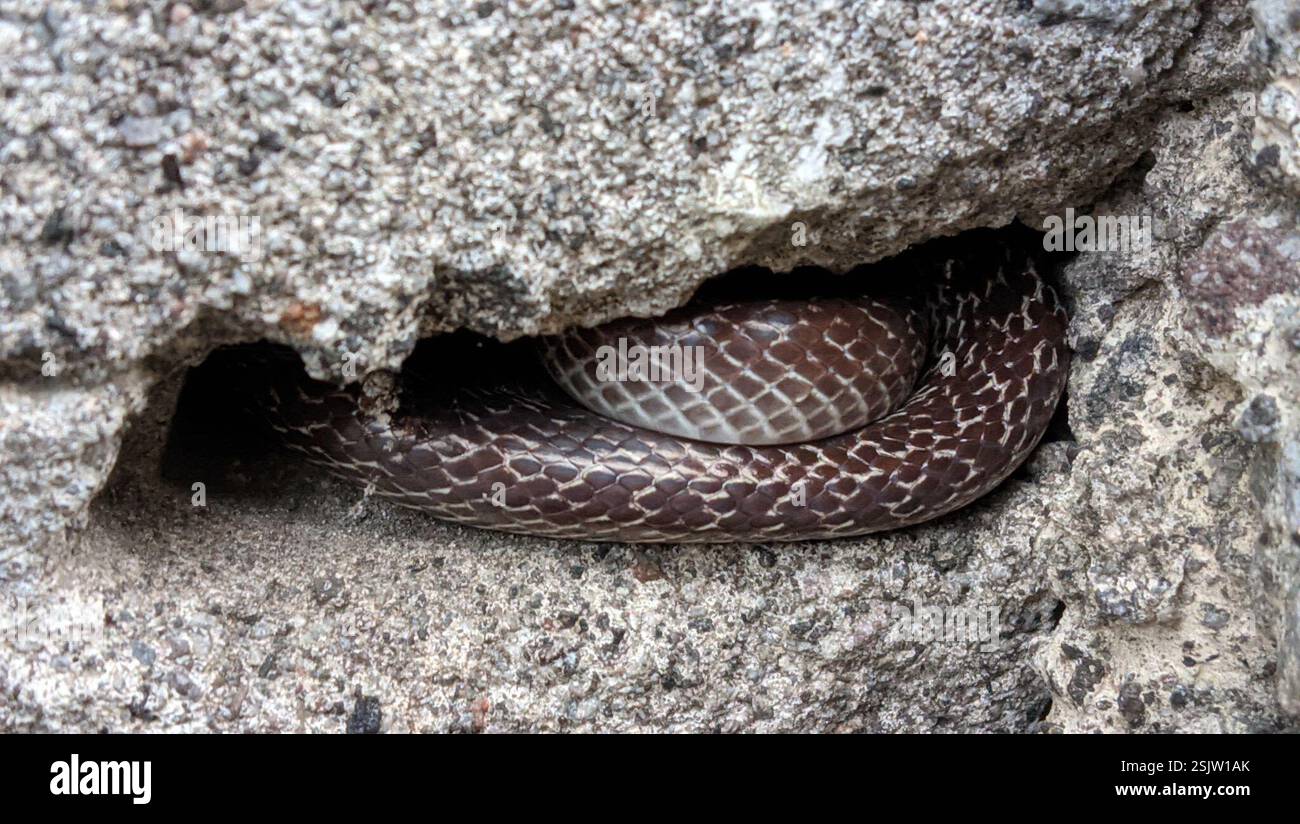 Common Wolf Snake (Lycodon capucinus), Reptilia, Kos Riski Putra Stock ...