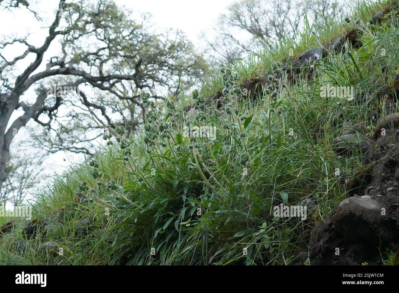 Mountain Phacelia (Phacelia imbricata), Plantae, Nimbus Overlook, Fair ...