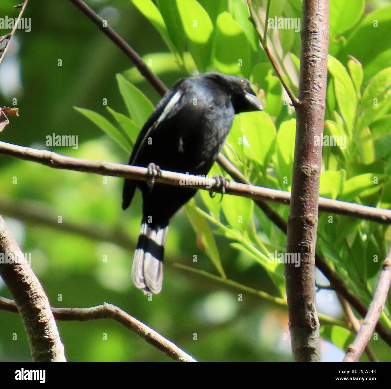 Cuban Bullfinch (Melopyrrha nigra), Aves, Pinar del Río, CU, The black ...