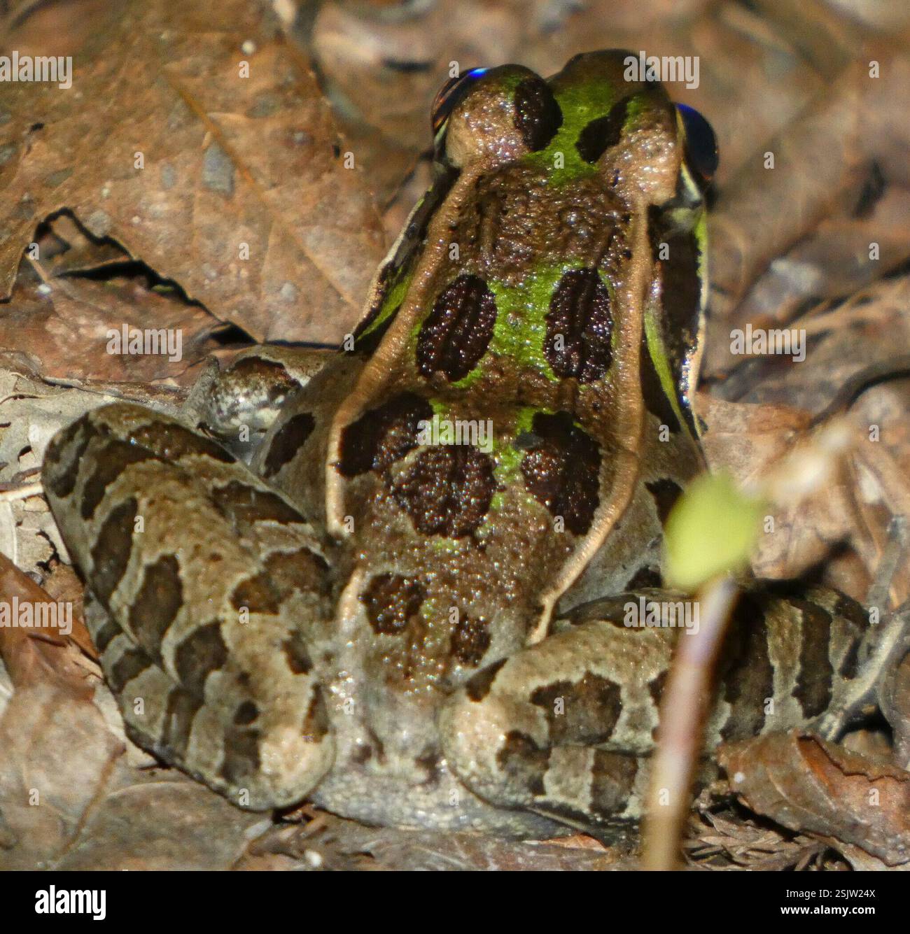 Southern Leopard Frog (Lithobates sphenocephalus), Amphibia, River Rd ...